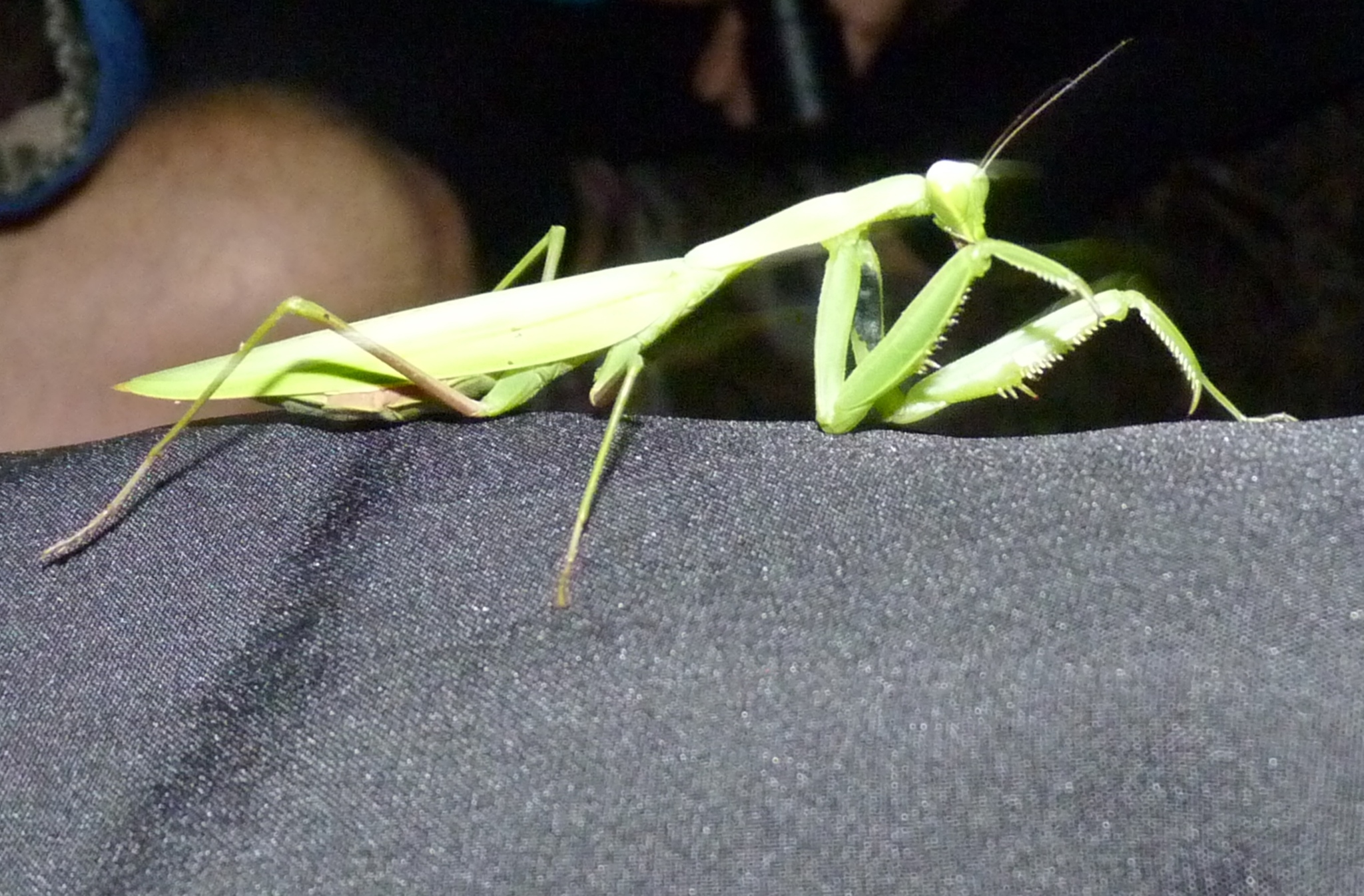 Paramantis sacra Thunberg, 1815