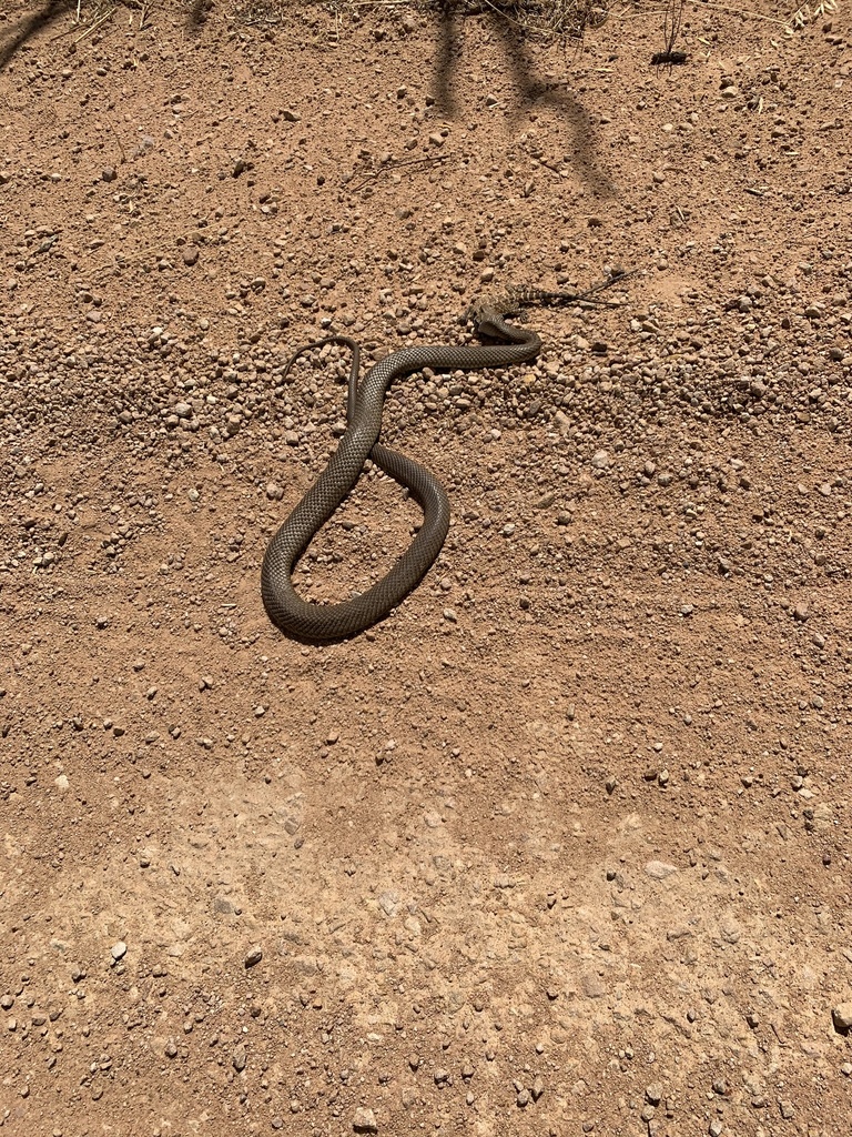 Eastern Brown Snake in December 2019 by kenty_8881. Eating a young ...