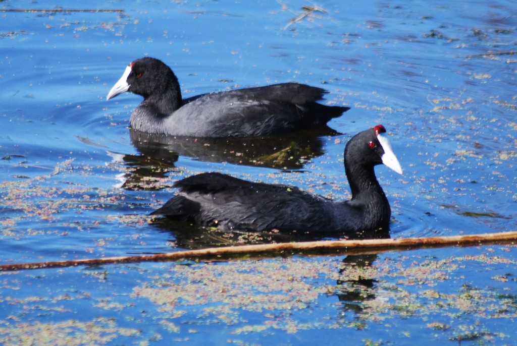 Red-knobbed Coot from Milnerton, Cape Town, South Africa on May 02 ...