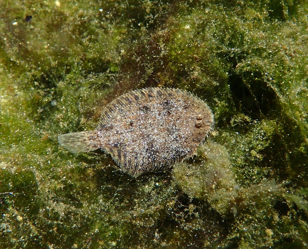 Hogchoker (Trinectes maculatus) - Marine Life Identification
