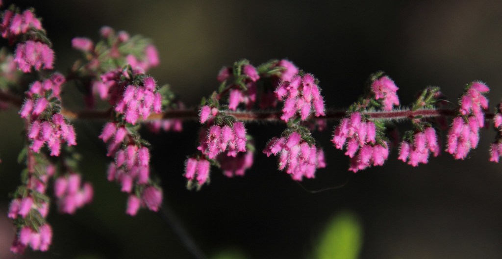 Baby Heath (Heaths of the Cape Peninsula) · iNaturalist