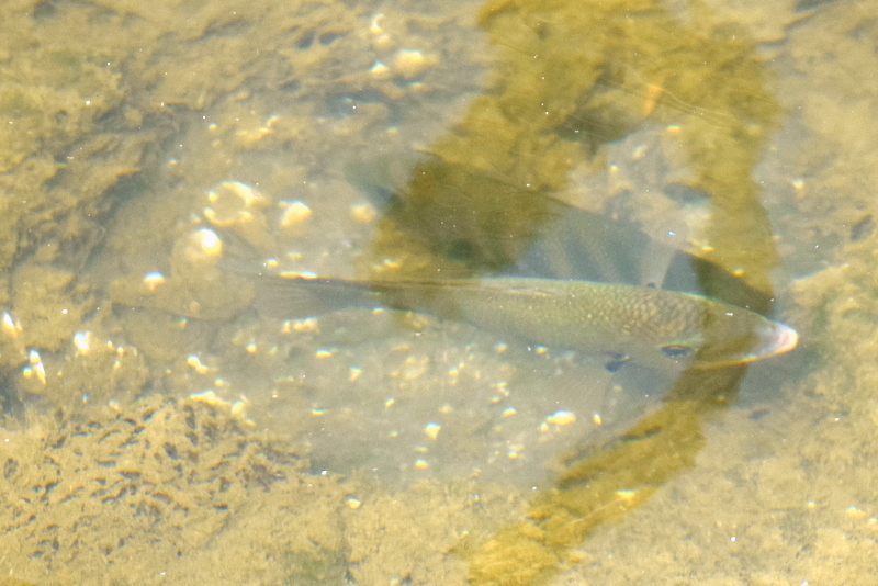 Green Chromide (Etroplus suratensis) - Marine Life Identification