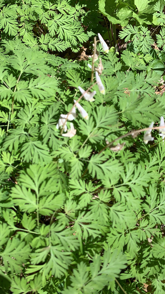 Dutchman's breeches from West Salem on April 30, 2021 at 10:33 AM by ...