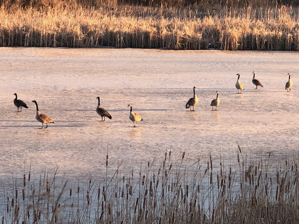 Canada Goose from Grand Rapids, Michigan on March 5, 2021 by brennaarz ...