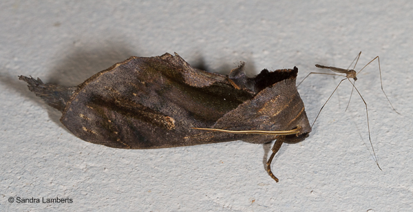 Crinodes schausi (Panambi Guaçu) · iNaturalist