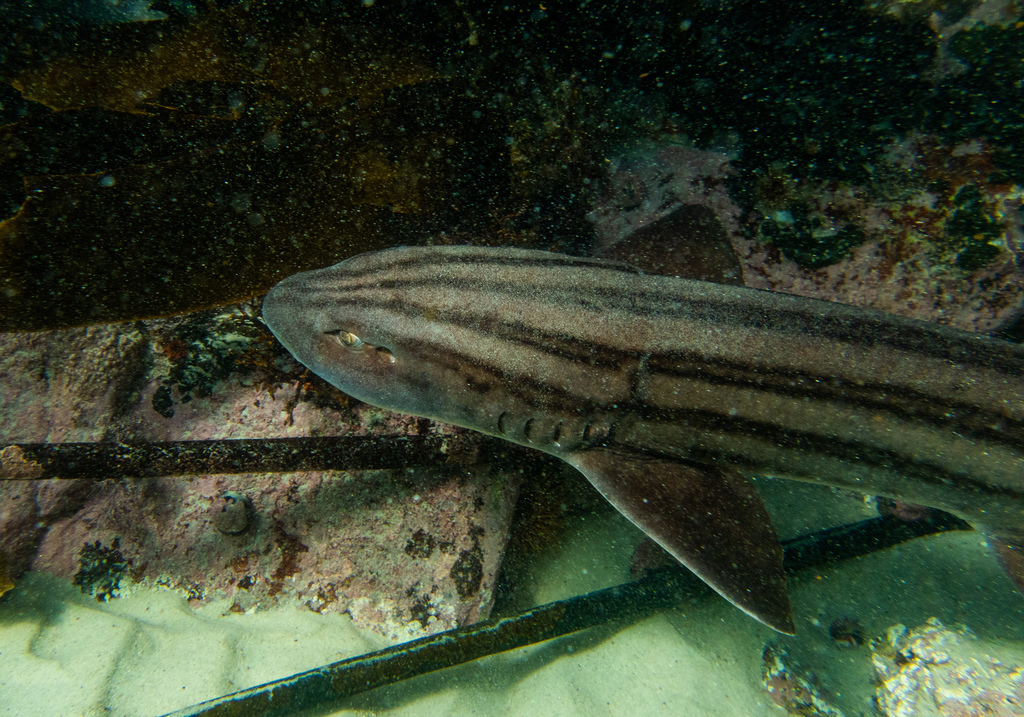 Pyjama Shark (Poroderma africanum) - Marine Life Identification