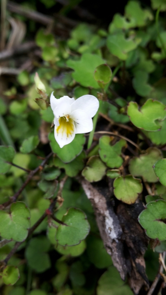 Viola filicaulis from Ruahine Forest Park 4171, New Zealand on December ...
