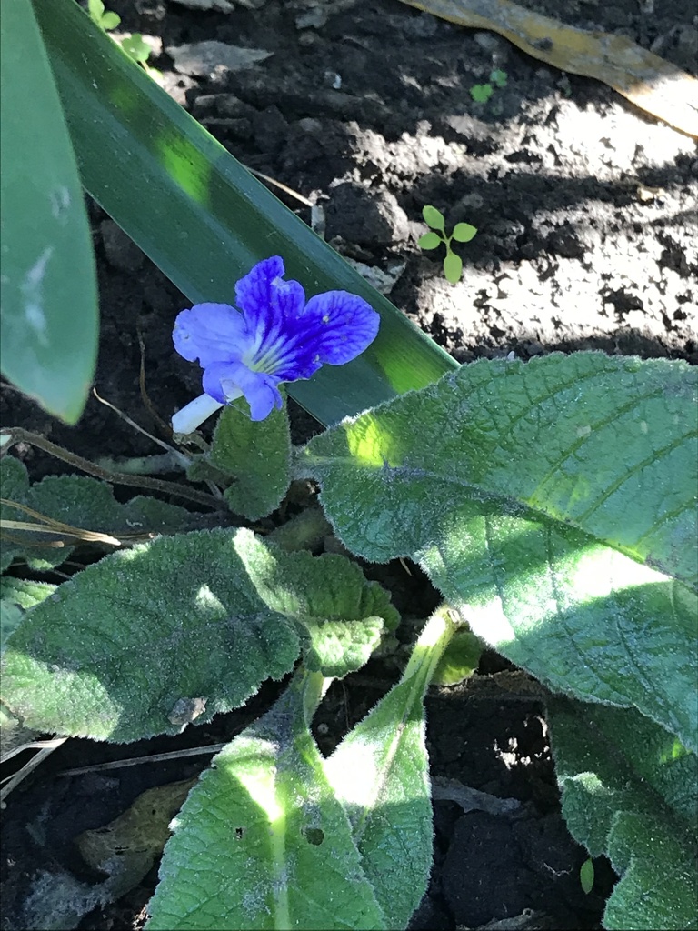 African Primrose from Porter Street, George, WC, ZA on May 2, 2021 at ...