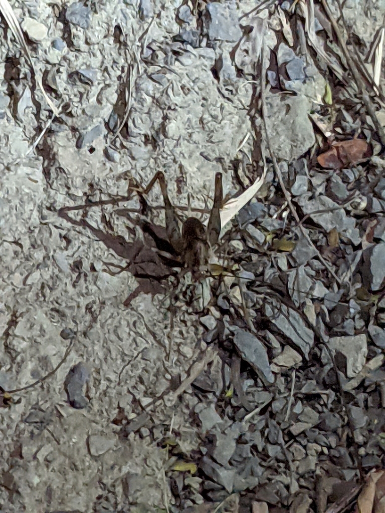 Camel Crickets, Cave Crickets, and Cave Wēta from 954台灣台東縣卑南鄉利吉村 on May ...