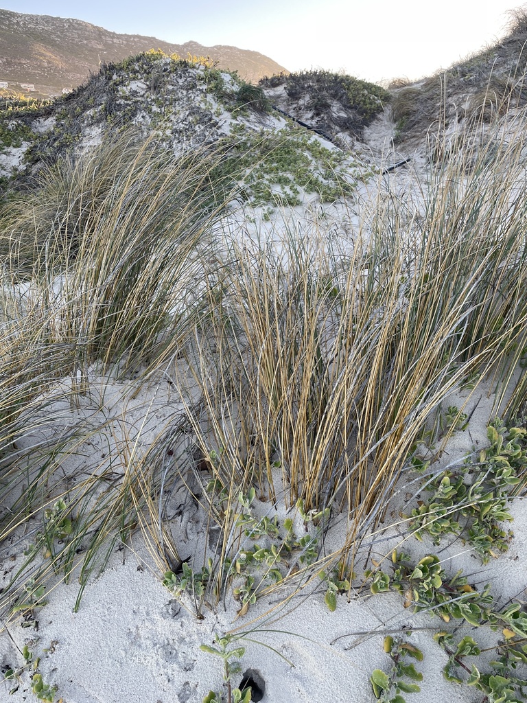 European marram grass from Peter Creese Way, Fish Hoek, WC, ZA on May 2 ...