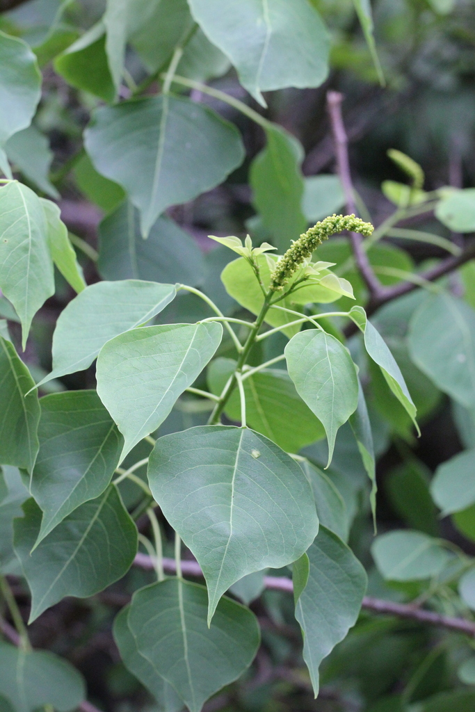 Chinese Tallow from Wong Lung Hang Country Trail 黃龍坑郊遊徑 on May 02, 2021 ...