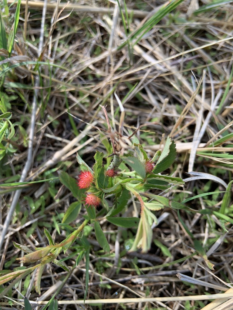 Spiny leaf gall wasp from Manassas National Battlefield Park Virginia ...