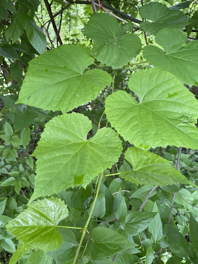 Frost Grape (Woody Vines of Appalachia) · iNaturalist