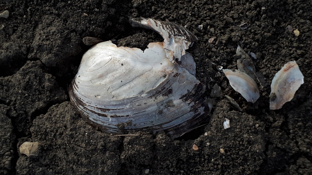 Three-ridge Mussel from Winnipeg, MB R2H 1N6, Canada on May 02, 2021 at ...