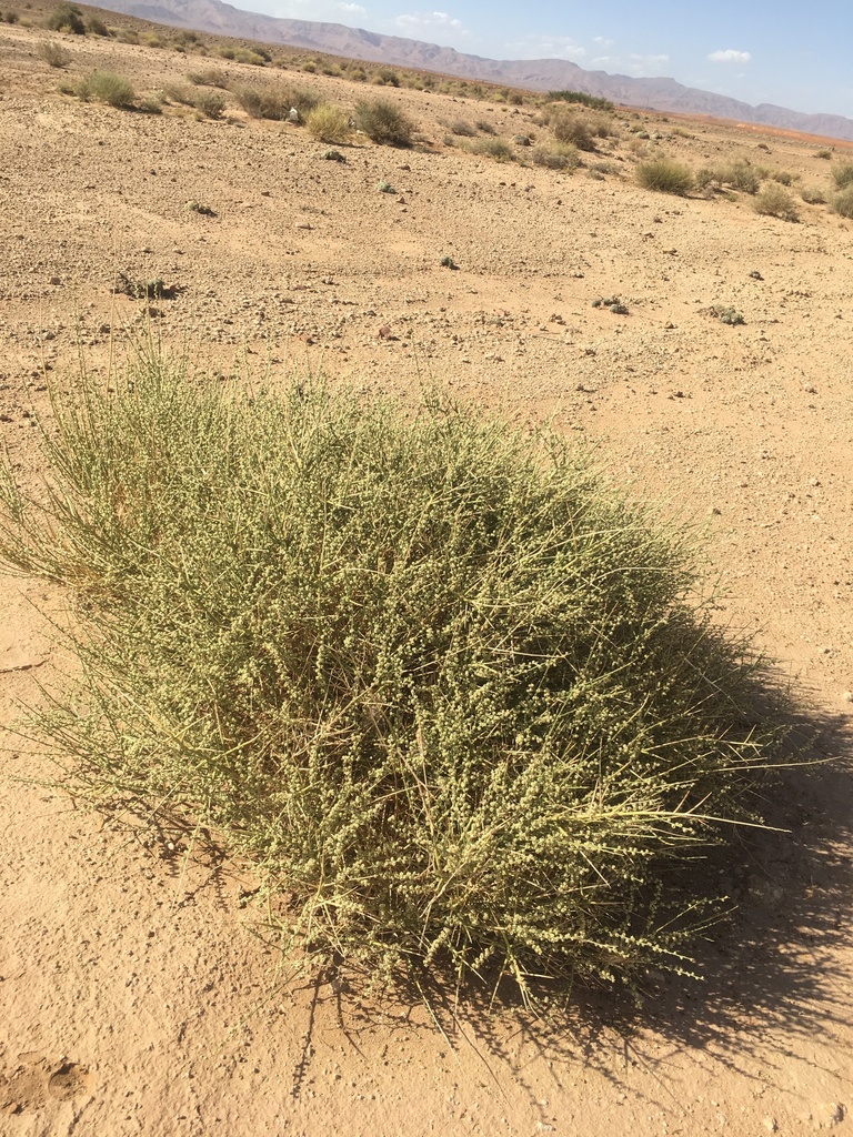 Randonia africana from RN17, Meknès-Tafilalet, MA on May 2, 2021 at 03: ...