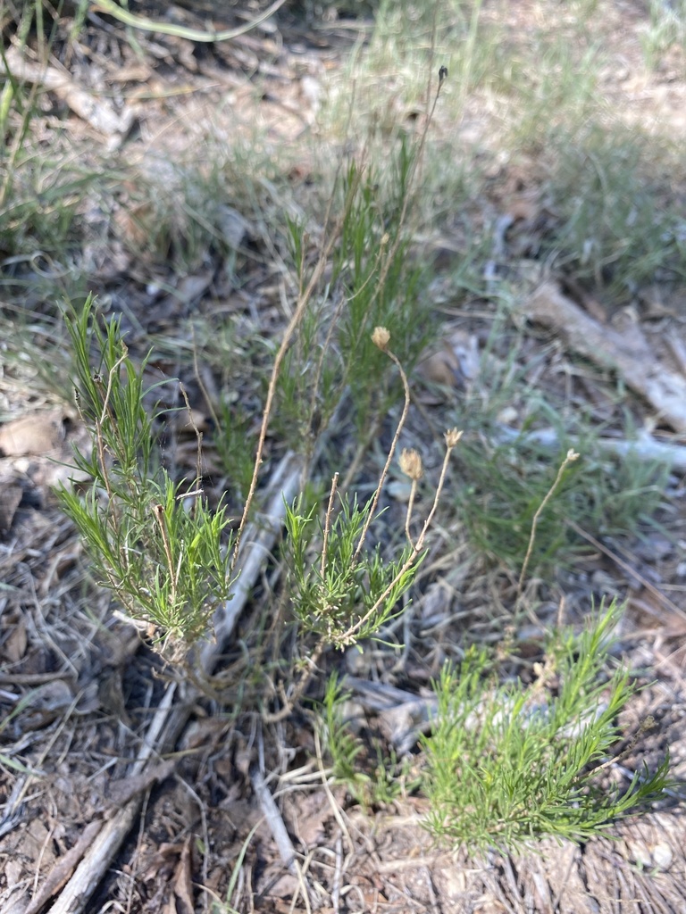 Parralena from Parkway, Lubbock, TX, US on May 02, 2021 at 10:57 AM by ...