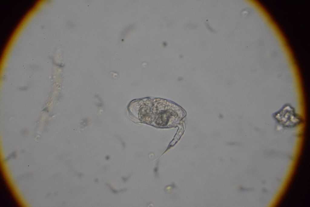 Colurella from Port Wallace, Dartmouth, NS, Canada on May 2, 2021 at 11 ...