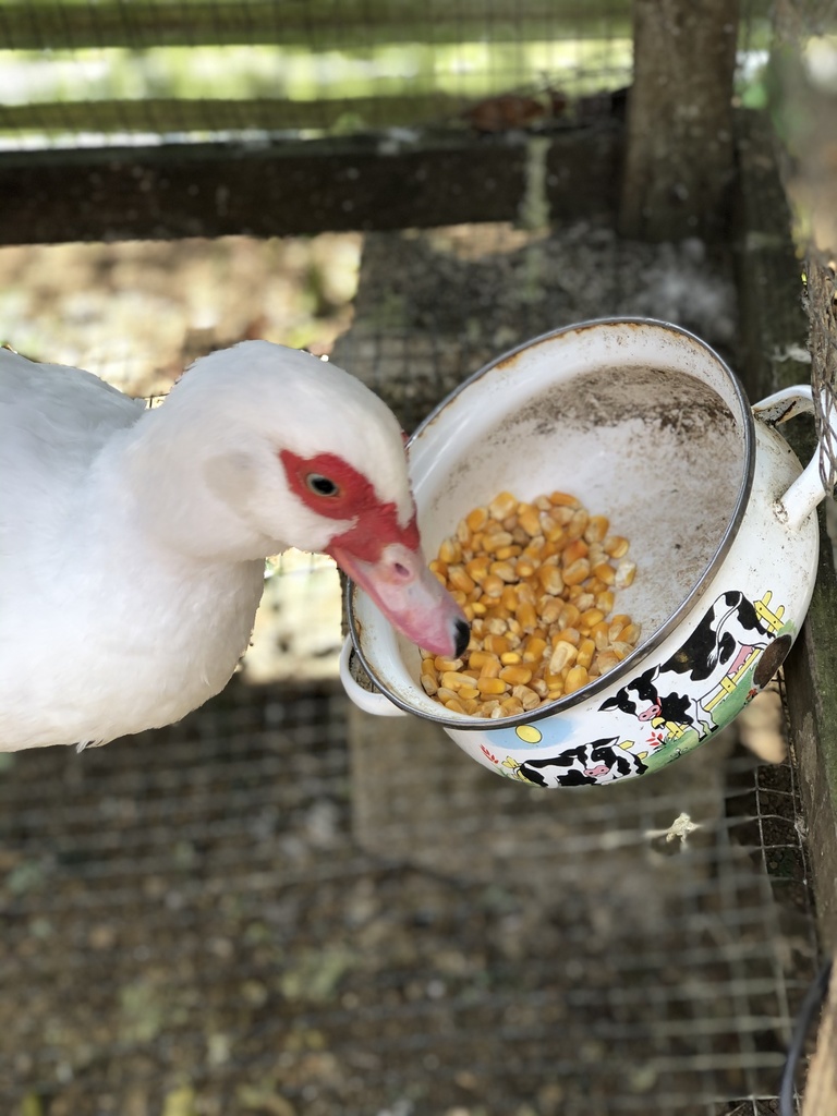 Domestic Muscovy Duck from Puerto Rico, Cayey, PR, US on May 02, 2021 ...