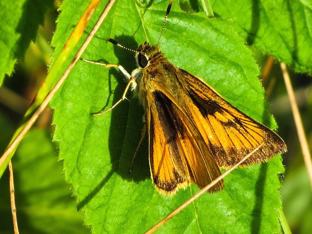 Delaware Skipper from Tweed, ON, Canada on July 5, 2012 at 07:43 AM by ...
