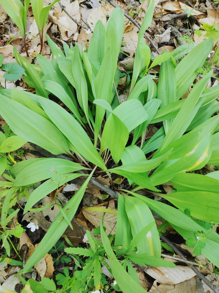 small white leek in May 2021 by rearick1124 · iNaturalist