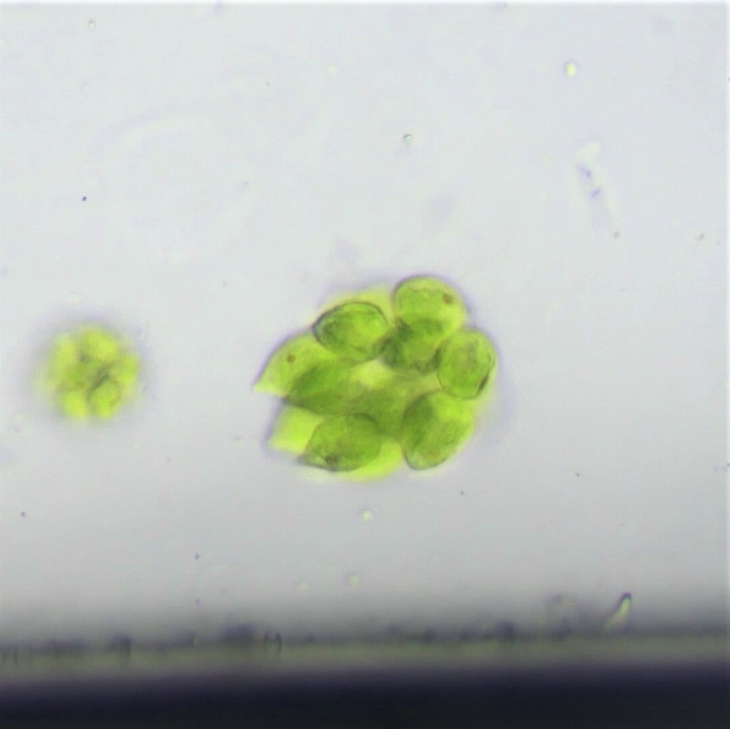 (Spondylomoraceae) - Botanical Realm