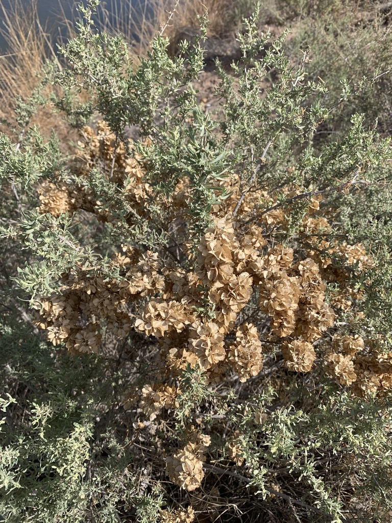 Fourwing Saltbush from Alvarado Gardens, Albuquerque, NM, US on May 02 ...