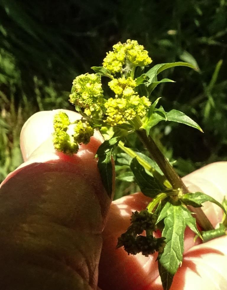 Pacific Sanicle from Napa County, CA, USA on April 29, 2021 at 09:37 AM ...