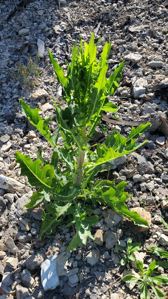 California chicory from Santa Cruz County, US-CA, US on April 30, 2021 ...