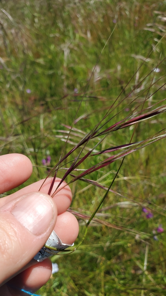 Purple Needlegrass From Santa Cruz County Us Ca Us On April 30 2021 At 1046 Am By