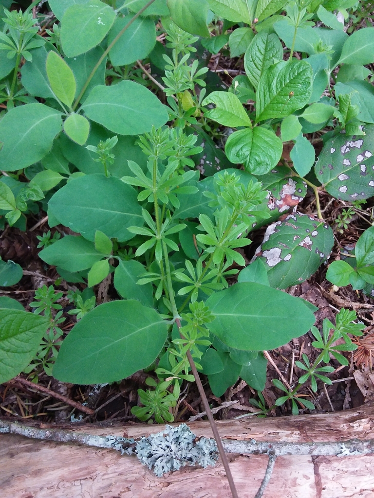 Galium aparine Complex from Nanaimo, CA-BC, CA on May 01, 2021 at 11:06 ...