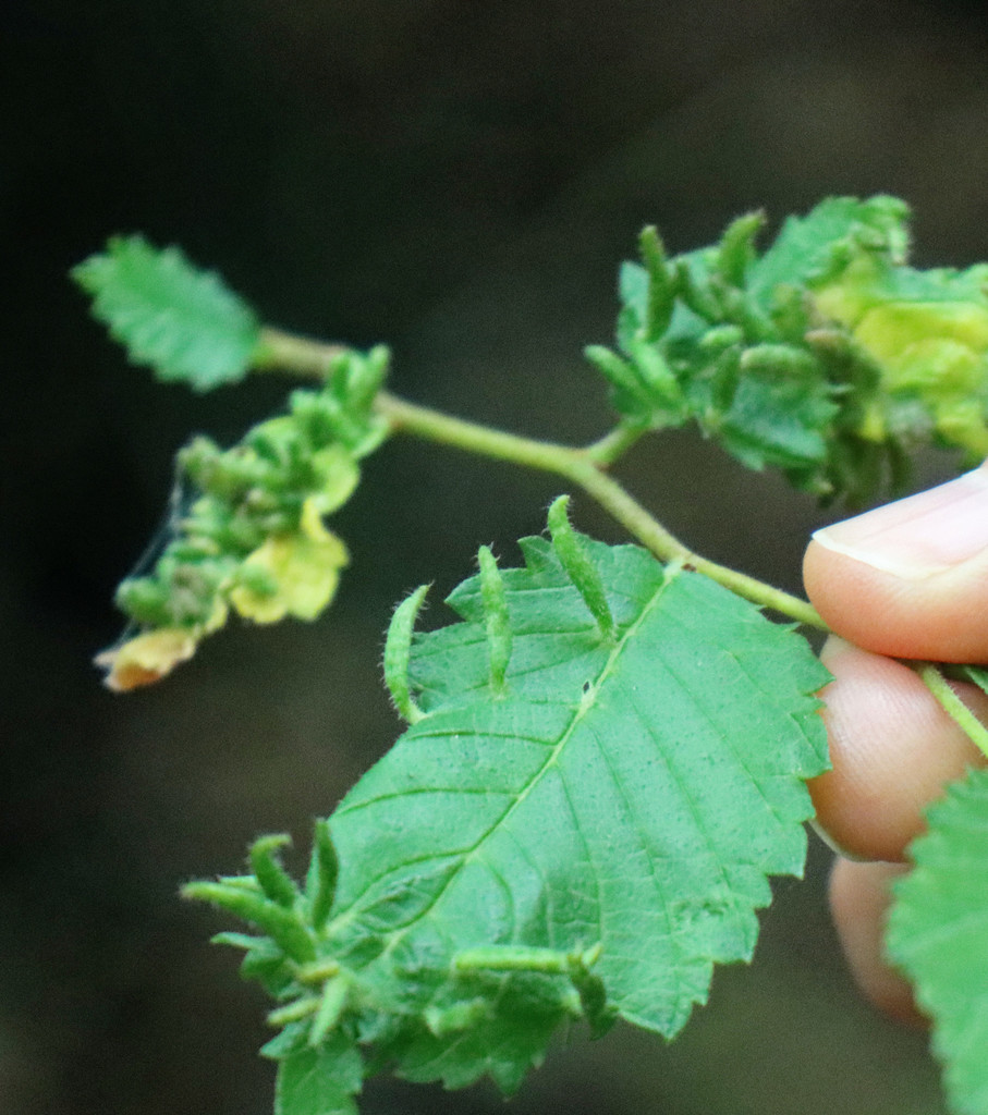 Elm Finger Gall Mite from Frisco, TX, USA on May 1, 2021 at 10:59 AM by ...