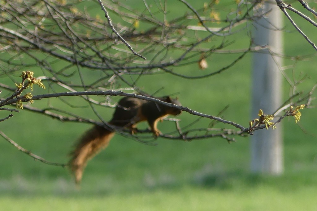 Fox Squirrel from olathe, kansas on May 2, 2021 at 07:37 AM by tatejack ...