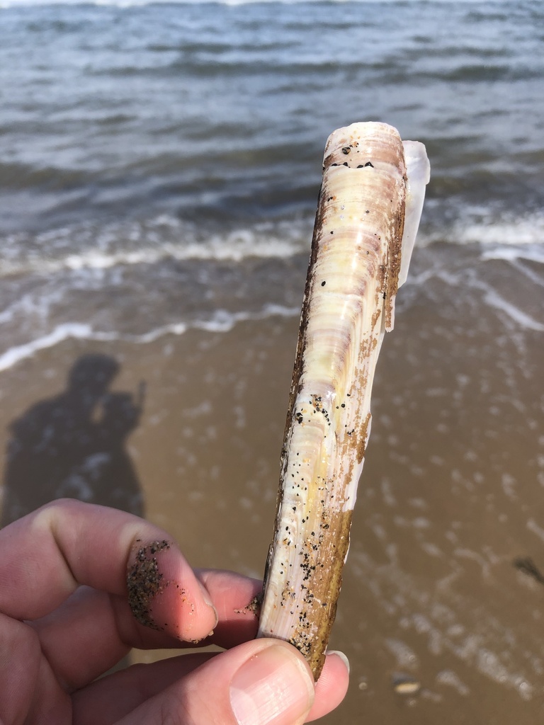 Pod Razor from East Bedlington CP, Blyth, England, GB on May 02, 2021 ...