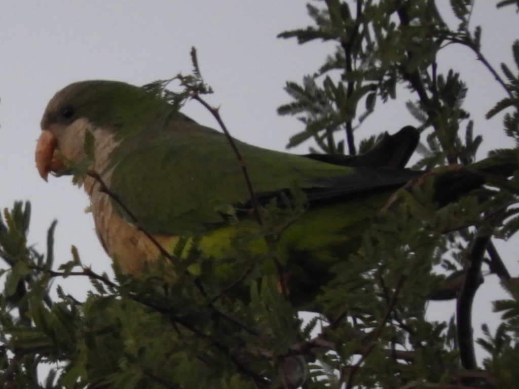 Monk Parakeet from Torreón Jardín, 27200 Torreón, Coah., México on May ...