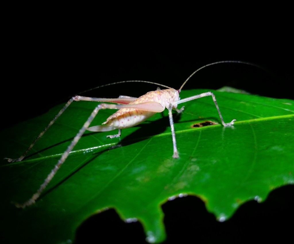 True Katydids in December 2016 by Benjamin Maples. Katydid nymph ...