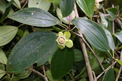 Blakea schultzei · iNaturalist