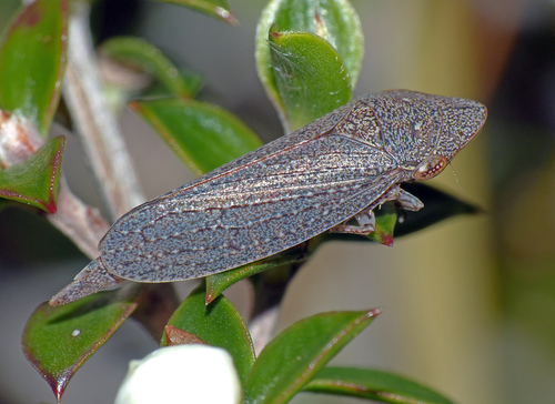 Genus Rhotidus · iNaturalist