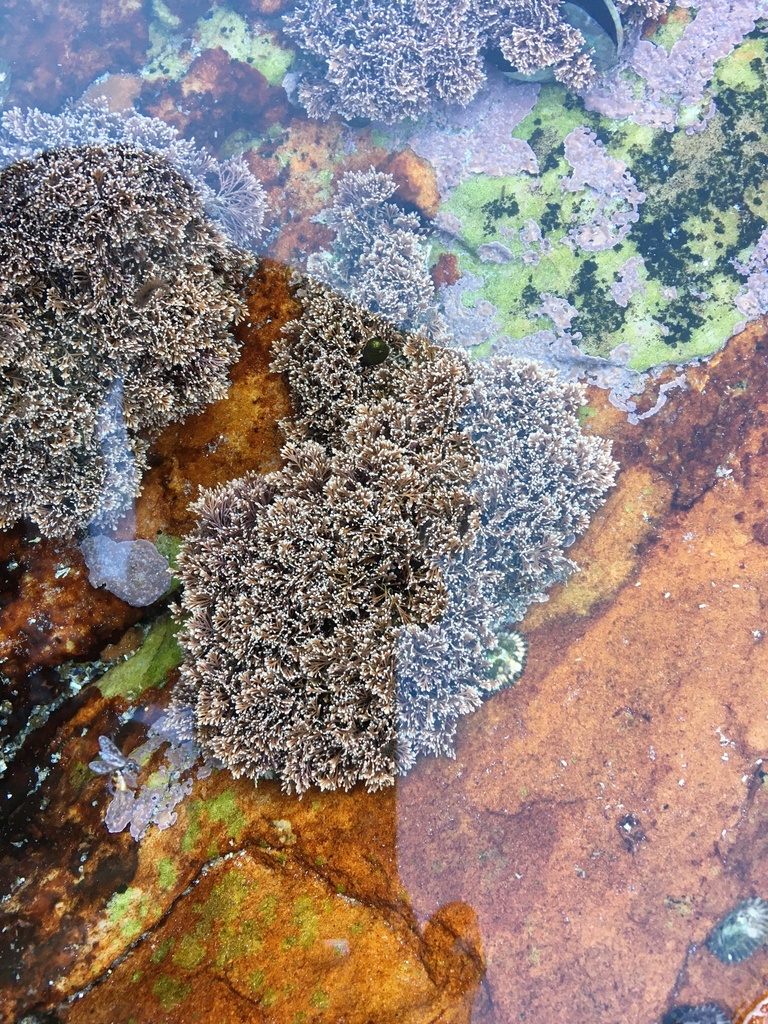 Red Coralline Algae (Jania) - Botanical Realm