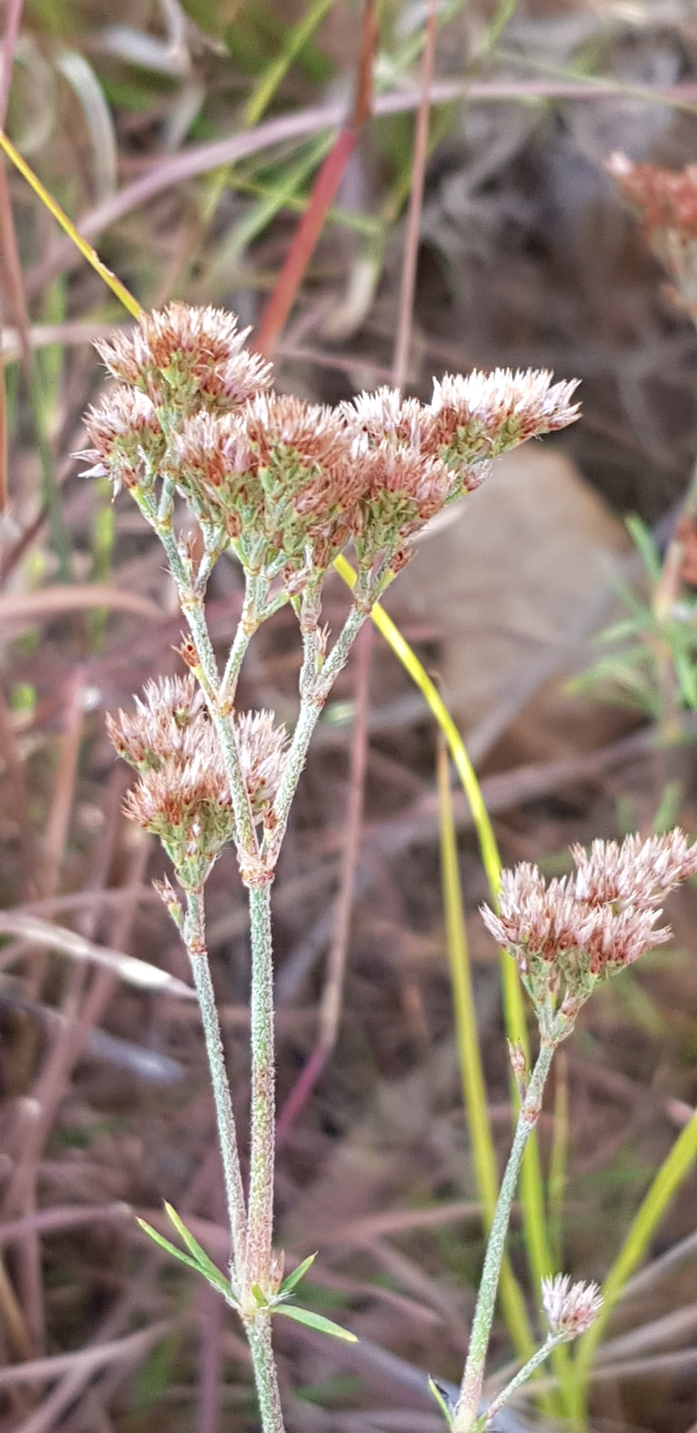 Polycarpaea corymbosa (L.) Lam.