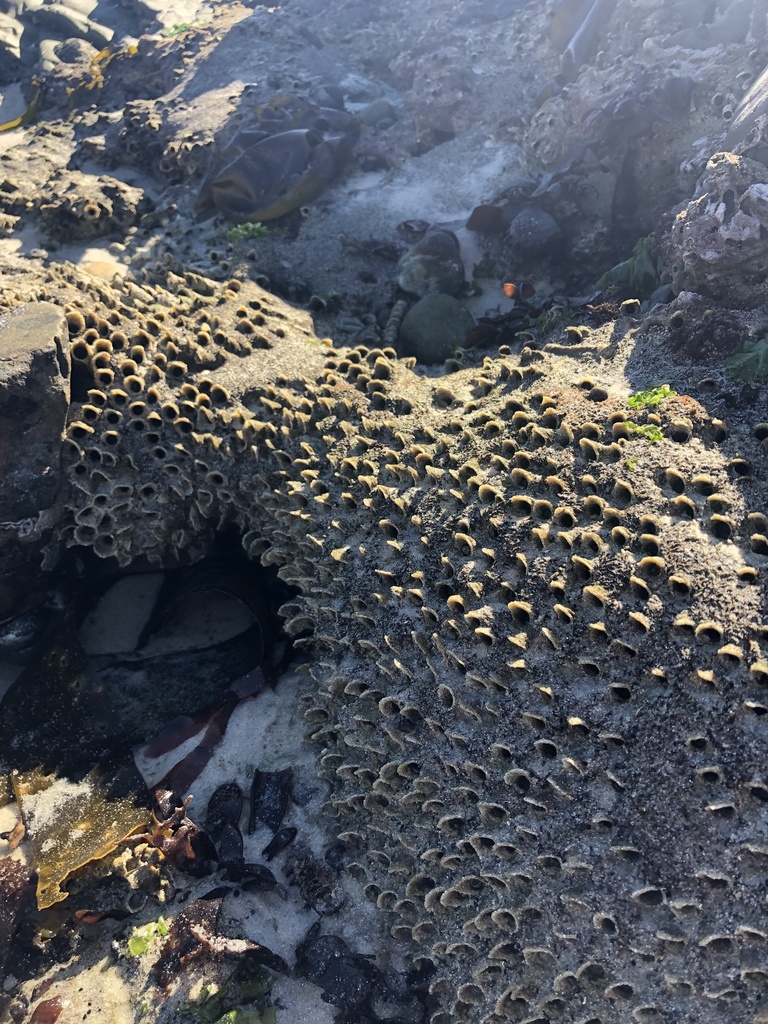 Cape Reef-worm from South Atlantic Ocean, Cape Town, WC, ZA on May 1 ...