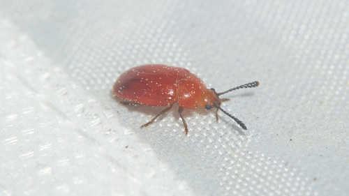 Pselaphandra inornata · iNaturalist