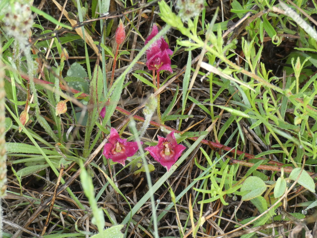 Trailing Rhatany from Moody, TX 76557, USA on May 02, 2021 at 08:15 AM ...