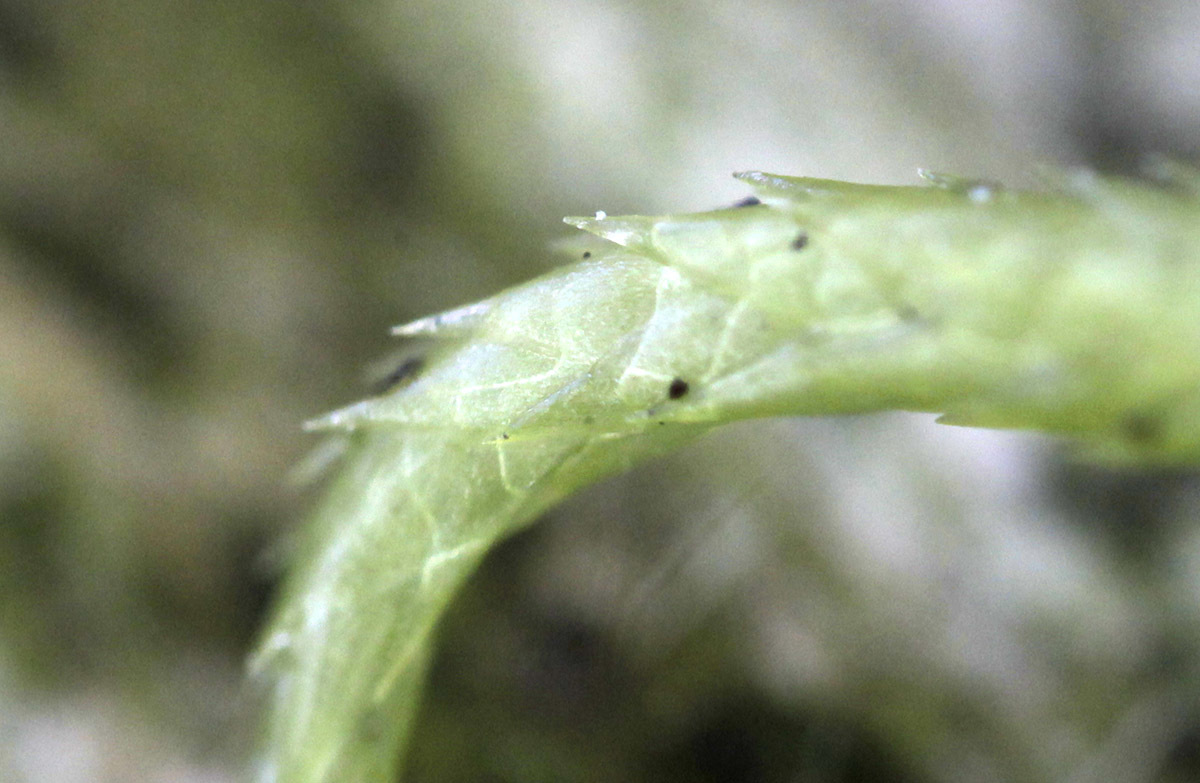 Sphagnum riparium Ångström, 1864