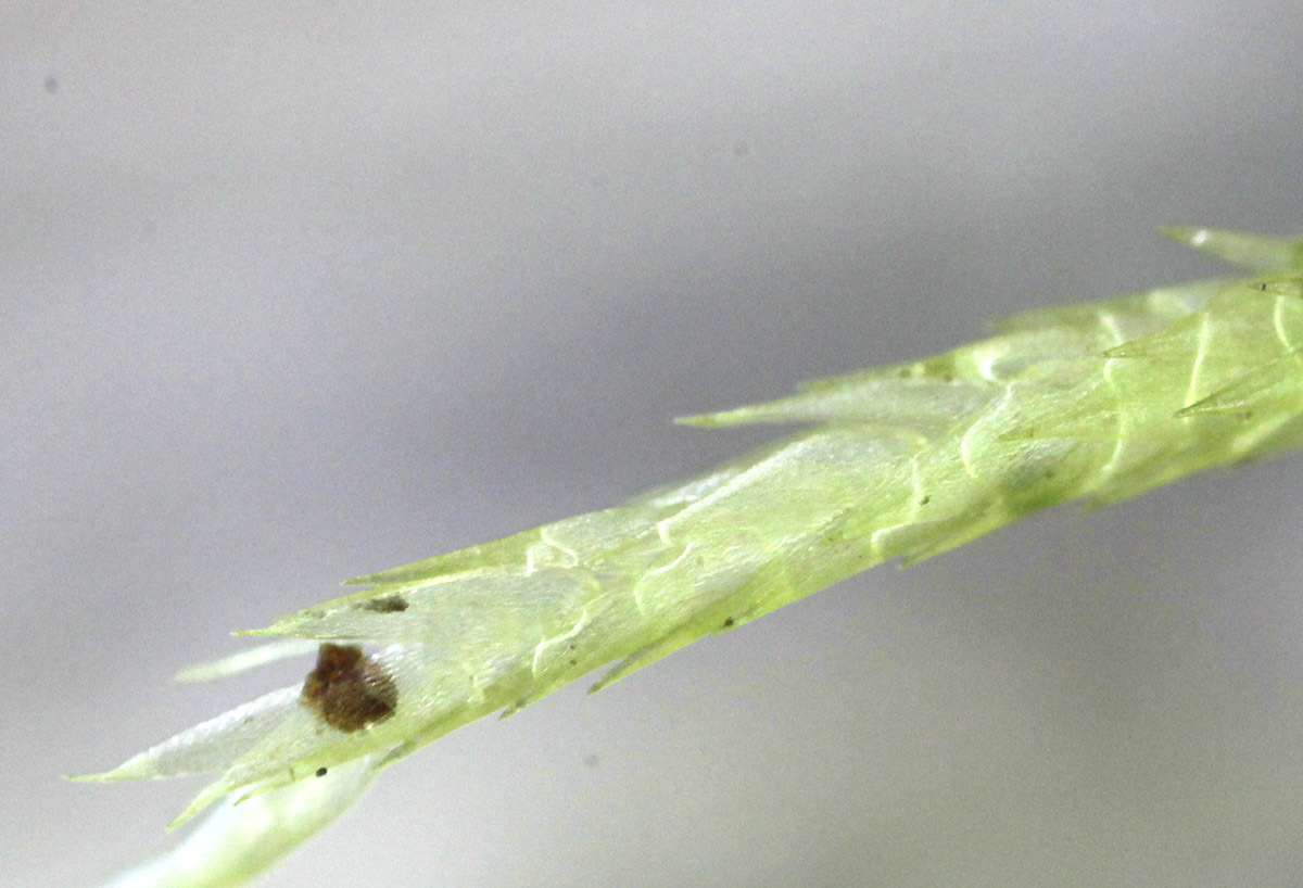 Sphagnum riparium Ångström, 1864