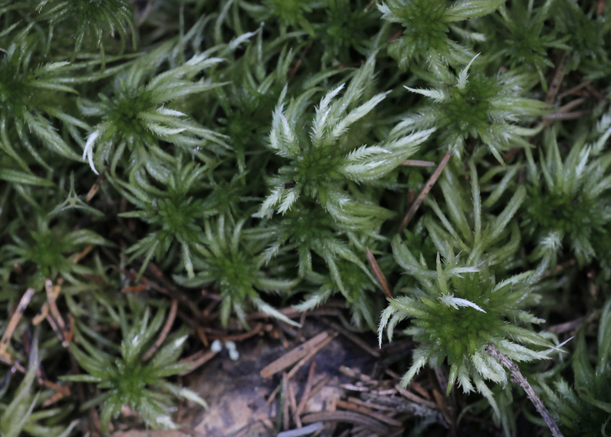 Sphagnum riparium Ångström, 1864