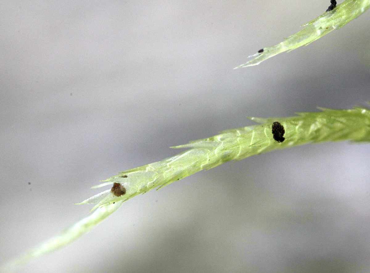 Sphagnum riparium Ångström, 1864