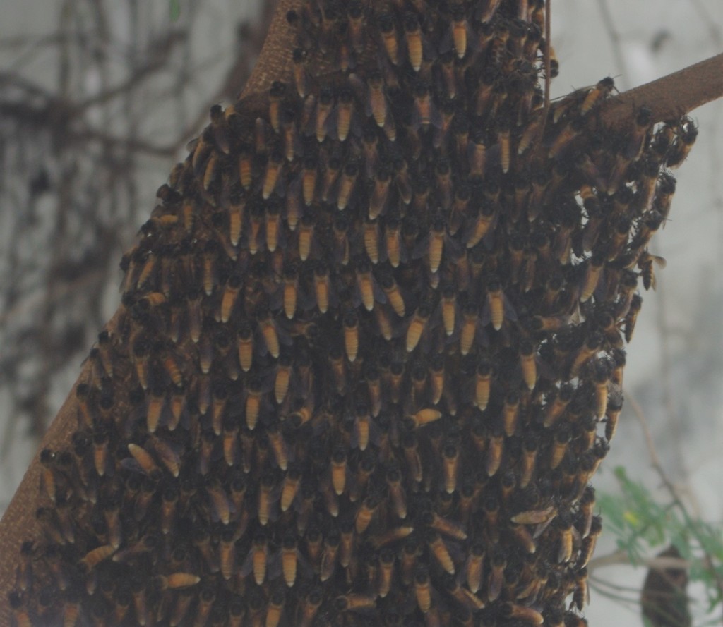 Giant Honey Bee from Díli, Timor-Leste on December 22, 2017 at 03:18 PM ...