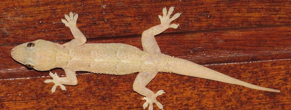 Tropical House Gecko from Alta Floresta, Mato Grosso, Brazil on August ...
