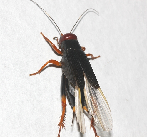 Genus Phonarellus · iNaturalist