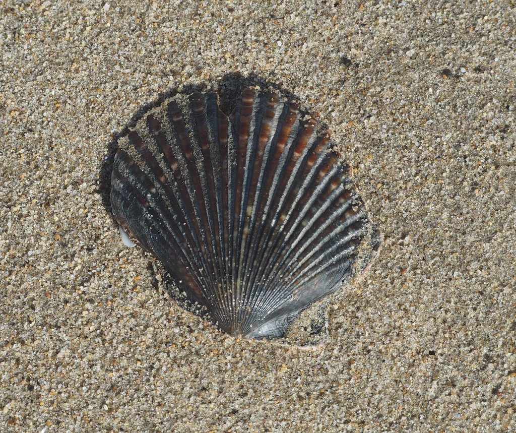 Pacific Calico Scallop (China Cove Organisms) · iNaturalist